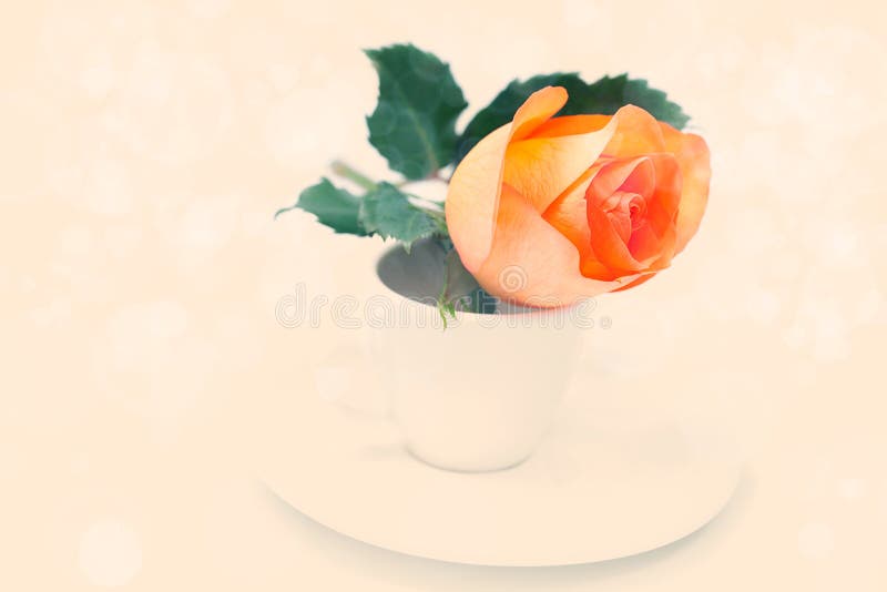 Orange Rose , Card with the Words Thank You and Cup is Stock Image ...