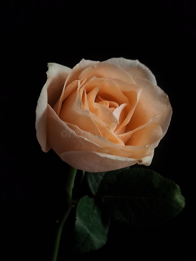 Orange Rose with Dari Background Stock Image - Image of back ...