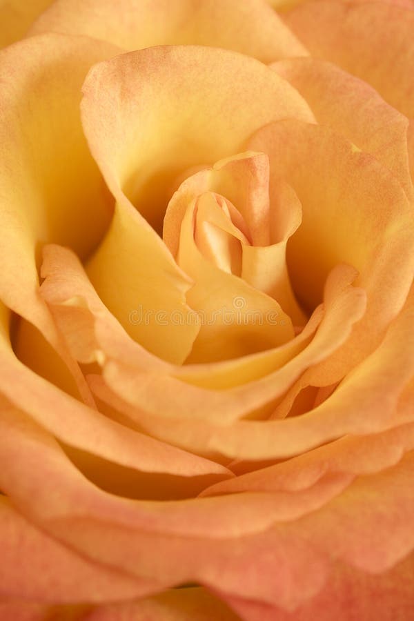 Orange rose flower stock image. Image of garden, colored - 27738963