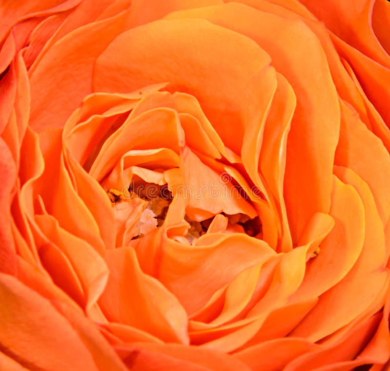 Orange Rose Flower, Close Up, Texture Petals Stock Photo - Image of ...