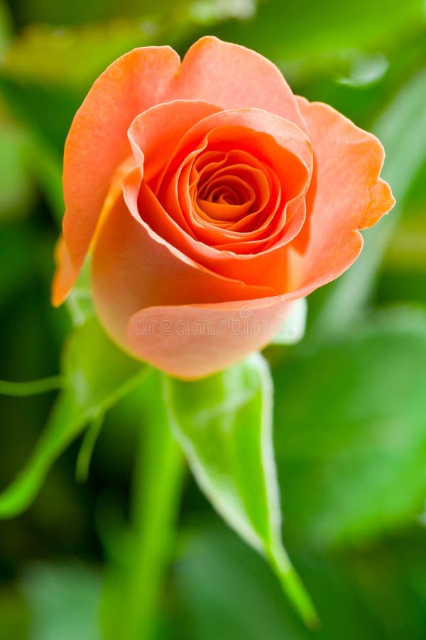 Orange rose flower stock image. Image of gift, holiday - 62779835