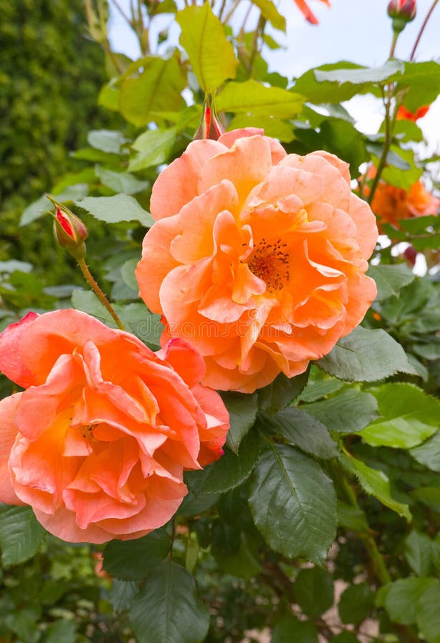 Orange Rose Flowers Blooming Side by Side Stock Photo - Image of ...
