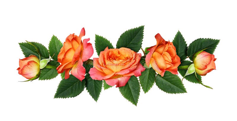 Orange Rose Flowers in a Line Arrangement Stock Photo - Image of ...