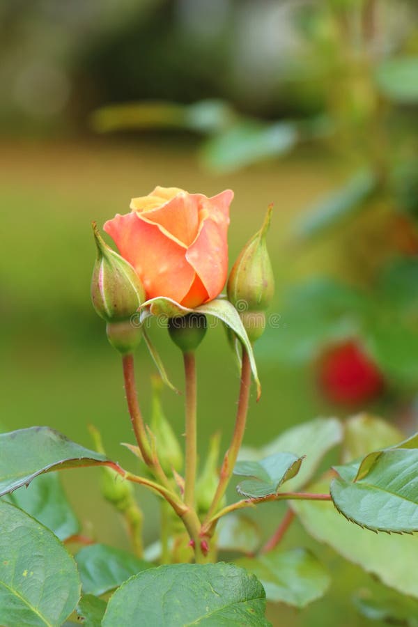 Orange rose in a garden stock photo. Image of rose, flower - 101585436