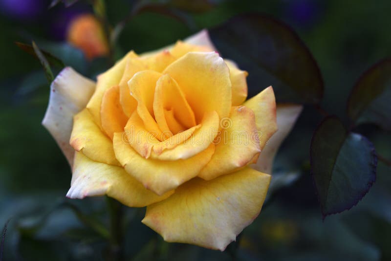 An Orange Rose on a Green Bush. a Yellow Flower Stock Photo - Image of ...