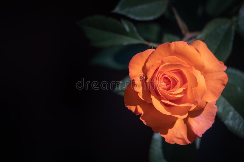 Orange Rose Head with Dark Background Stock Photo - Image of rose ...