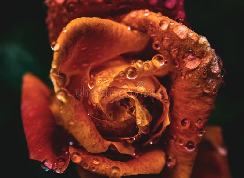 Opening flower stock photo. Image of fragrant, celebration - 244051994