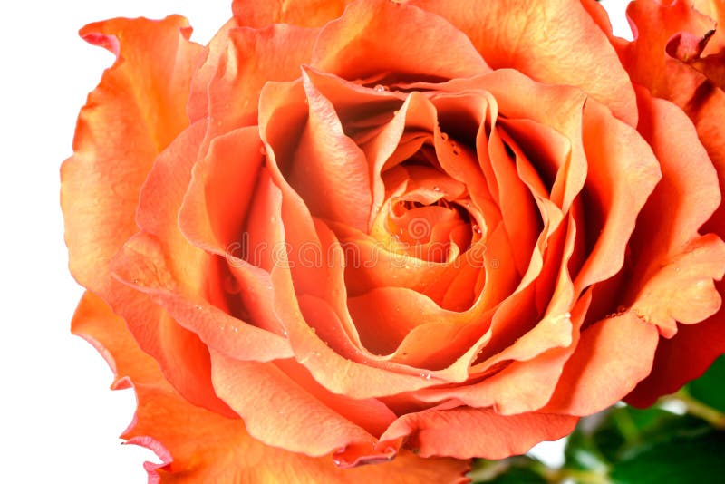 Orange rose petals stock image. Image of color, beautiful - 38406185