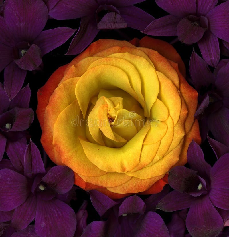 Orange Rose and Purple Lilies Stock Image - Image of flora, dark: 10004519
