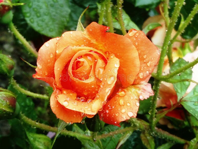 Orange rose after rain stock photo. Image of bloom, beautiful - 149359160