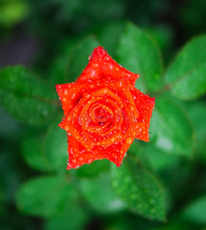 Orange Rose with Rain Drops Stock Image - Image of love, stem: 34453147