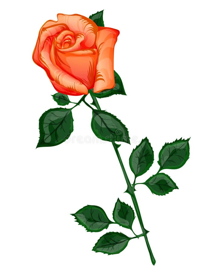 Orange Rose stock illustration. Illustration of garden - 50313018