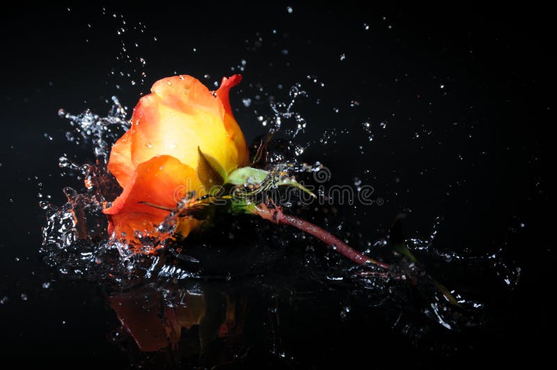 Yellow rose splash stock image. Image of closeup, gift - 5191205