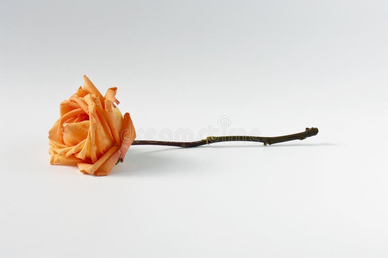 Orange Rose stock photo. Image of petal, floral, spring - 4339814