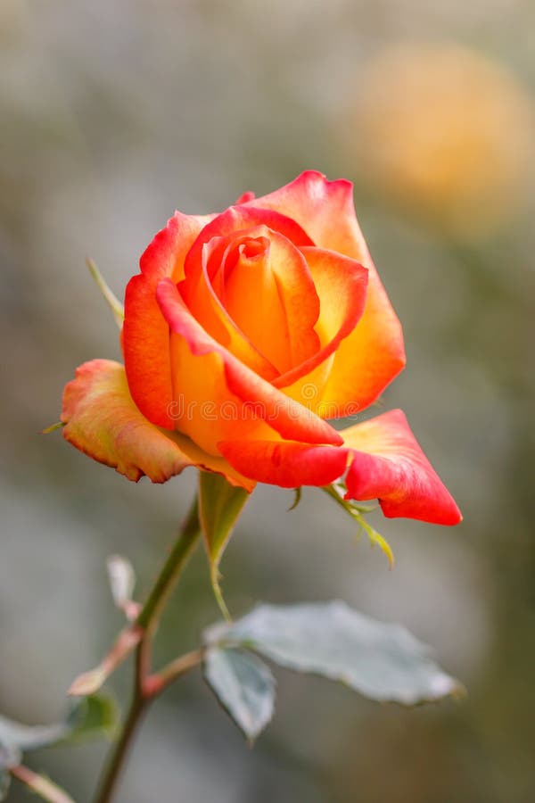 A orange rose stock image. Image of color, orange, plant - 52158565