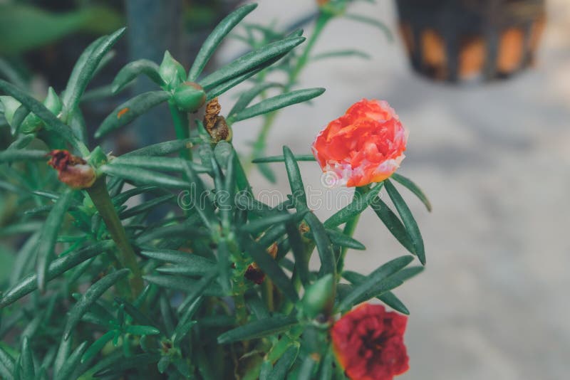 Orange rose on the tree stock image. Image of background - 93671287