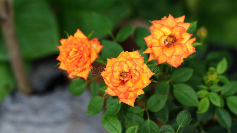 Orange rose on the tree stock image. Image of rose, plant - 245978717