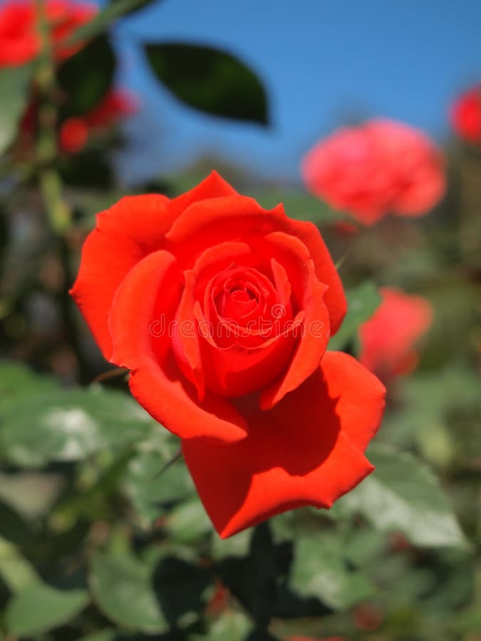 Orange Rose / Tropical Rose Garden Stock Image - Image of bunch, floral ...
