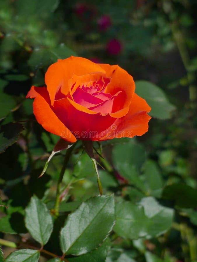 Orange Rose / Tropical Rose Garden Stock Image - Image of natural ...