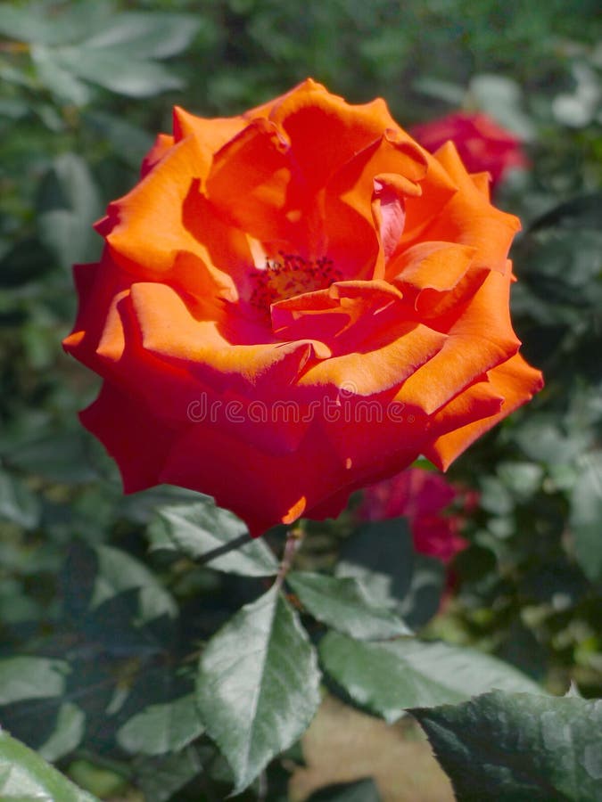 Orange Rose / Tropical Rose Garden Stock Photo - Image of beautiful ...