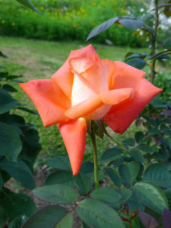 Orange Rose / Tropical Rose Garden Stock Photo - Image of bunch, floral ...