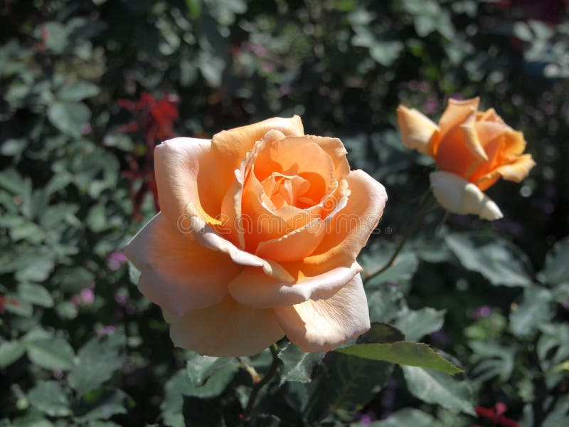 Orange Rose / Tropical Rose Garden Stock Image - Image of floral, close ...