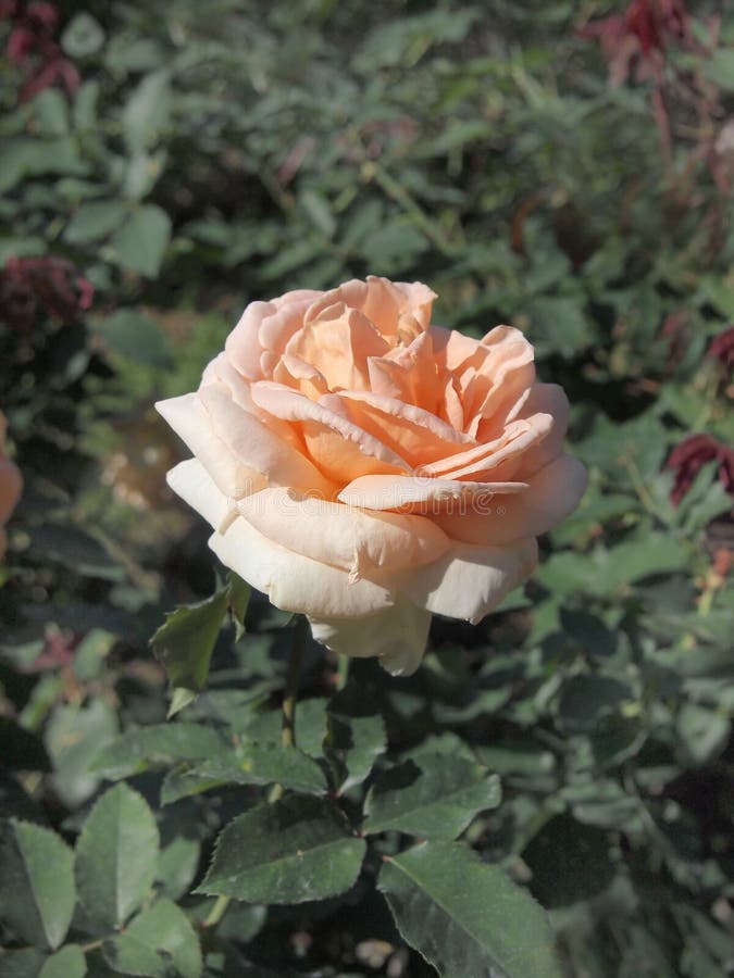 Orange Rose / Tropical Rose Garden Stock Image - Image of fresh, love ...