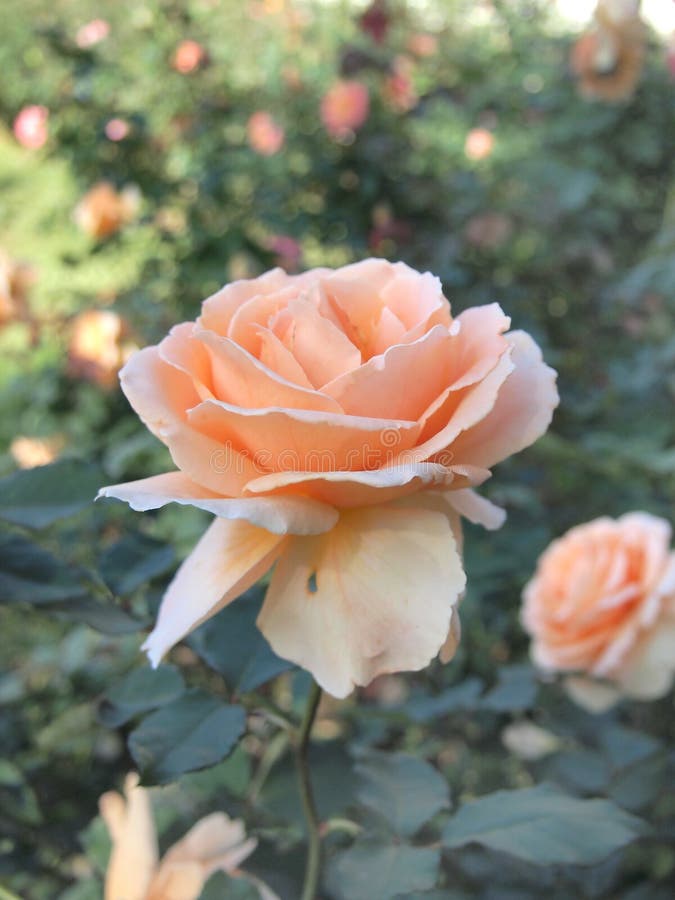 Orange Rose / Tropical Rose Garden Stock Image - Image of bunch, close ...