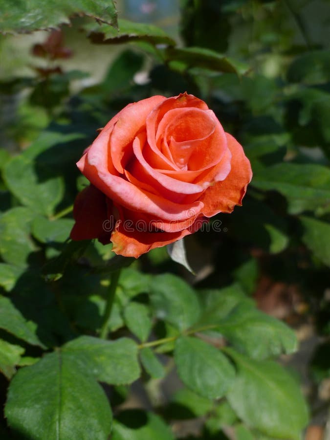 Orange Rose / Tropical Rose Garden Stock Image - Image of rose, plant ...