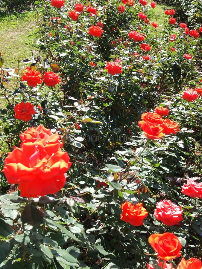 Orange Rose / Tropical Rose Garden Stock Photo - Image of garden ...