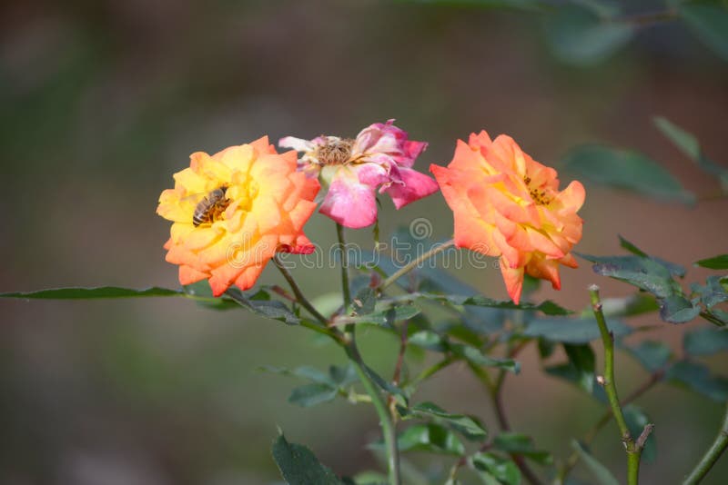 Orange rose stock photo. Image of holiday, flower, love - 49586684