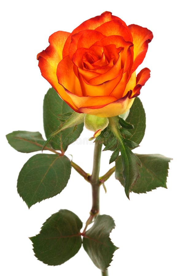 Orange Rosen Mit Weißen Blumen Stockbild - Bild von blatt, betrieb ...