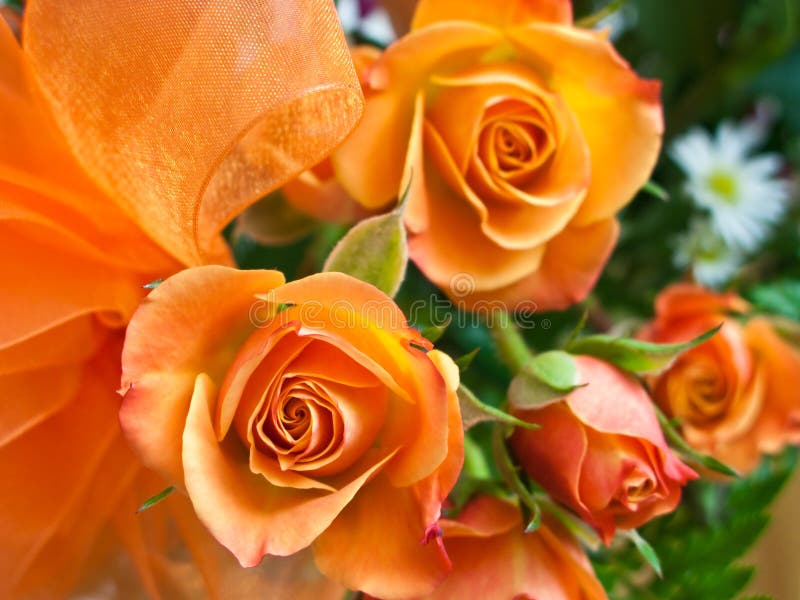 Orange Rosen stockfoto. Bild von fall, blumenblatt, hell - 16722164