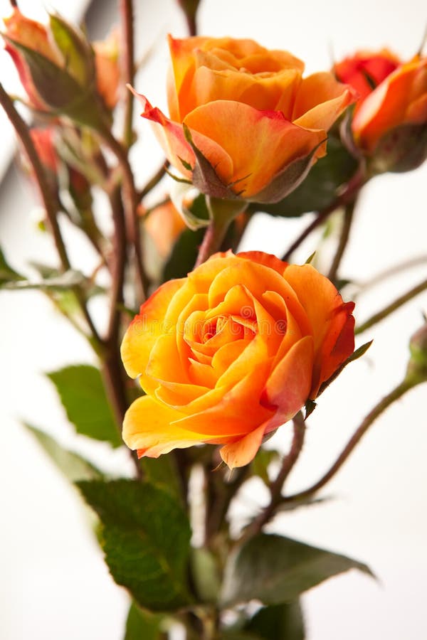 Orange Rosen stockbild. Bild von schön, orange, betrieb - 18829935