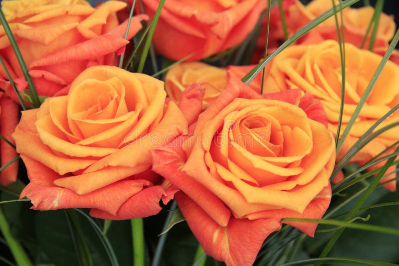 Orange Rosen Mit Weißen Blumen Stockbild - Bild von dekoration, gelb ...