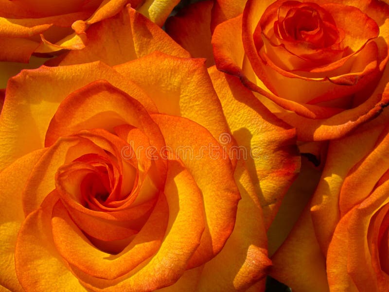 Orange Rosen stockfoto. Bild von fotographie, winkel - 32329146