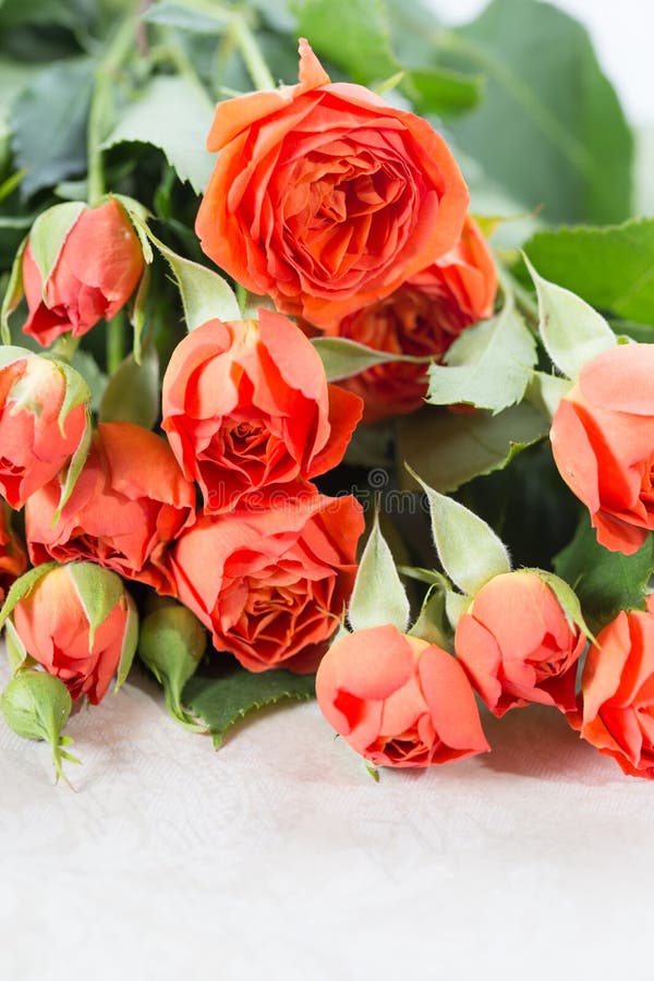 Orange Rosen stockbild. Bild von blumenblatt, nachrichten - 39723561