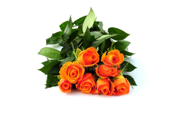 Orange Rosen stockbild. Bild von orange, blumen, geschenk - 8410711