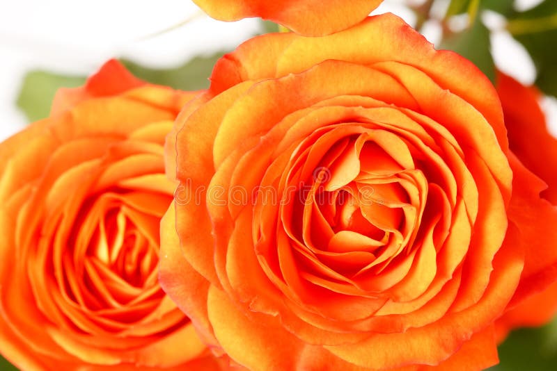Orange Rose stock photo. Image of orange, love, bloom, colour - 48184