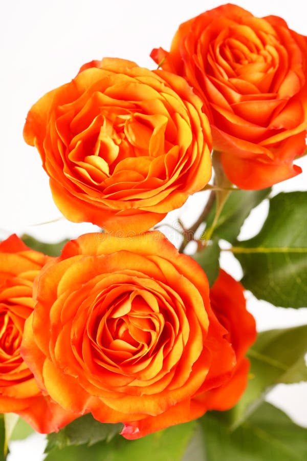Orange roses stock photo. Image of color, petal, beautiful - 13029156