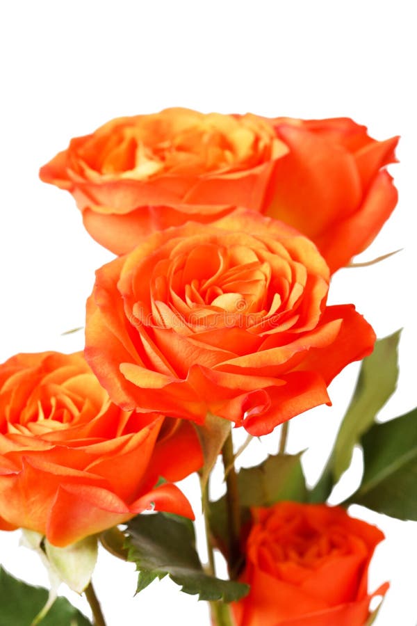 Orange roses stock photo. Image of lovely, color, occasion - 14894042