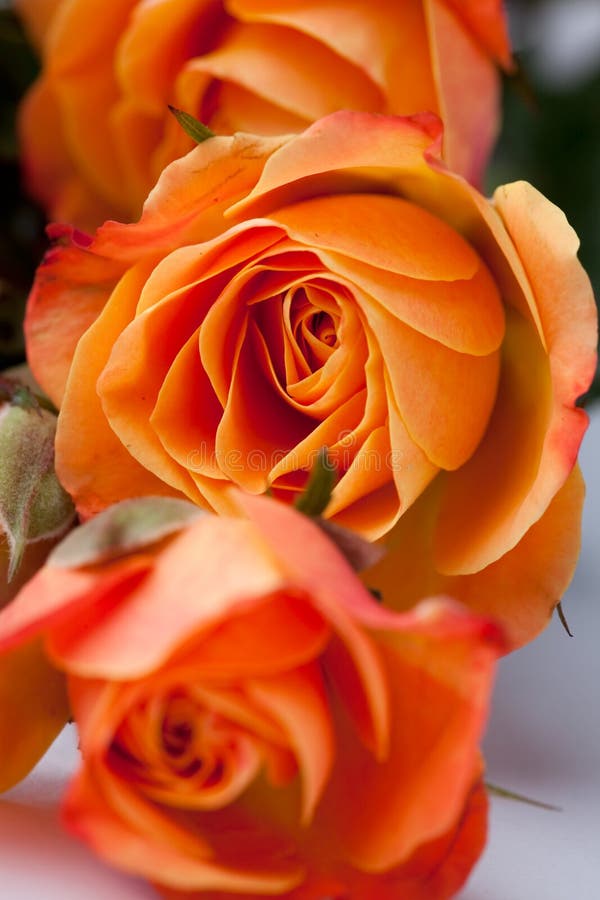 Orange roses stock image. Image of plant, flower, bunch - 19122631