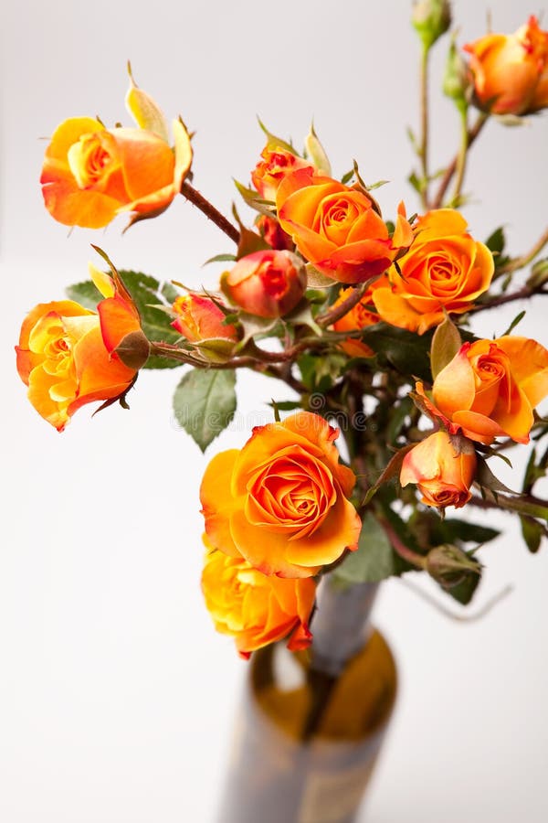 Orange roses stock photo. Image of flora, rose, vivid - 18634952