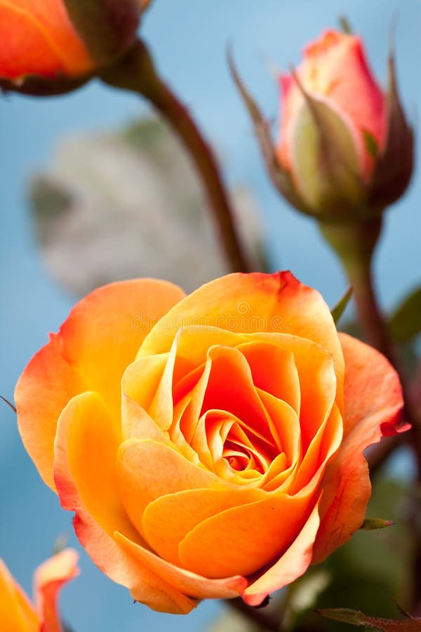 Orange roses stock image. Image of plant, beautiful, romance - 18829935