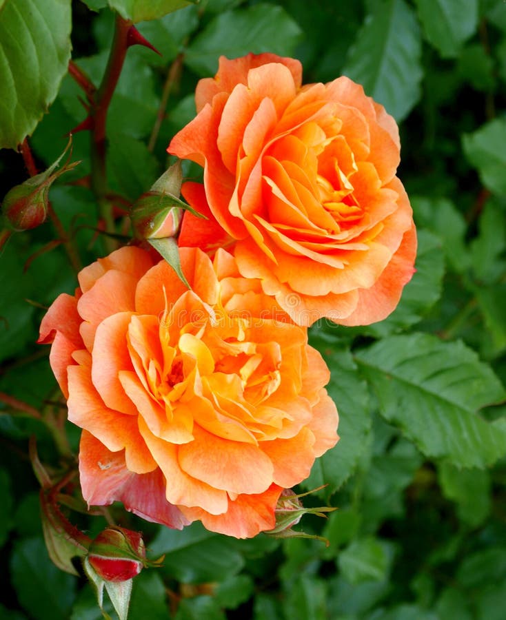 Orange roses stock photo. Image of summer, botany, romantic - 23403868