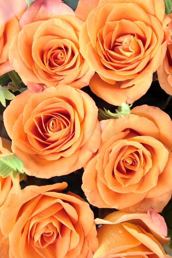 Orange roses stock photo. Image of anther, plant, bloom - 24721776