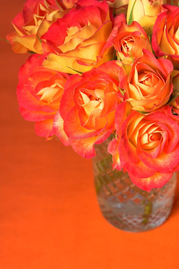 Orange Roses in glass vase stock image. Image of romantic - 2703143