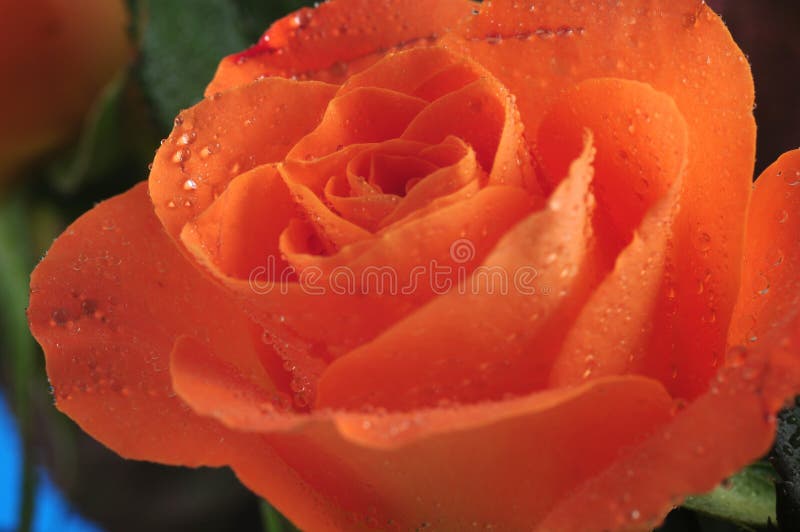 Orange roses stock image. Image of drops, fragrant, gift - 4656713