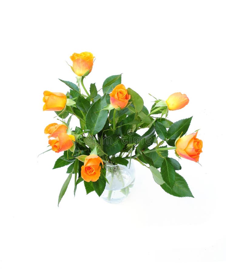 Orange Roses in glass vase stock image. Image of romantic - 2703143