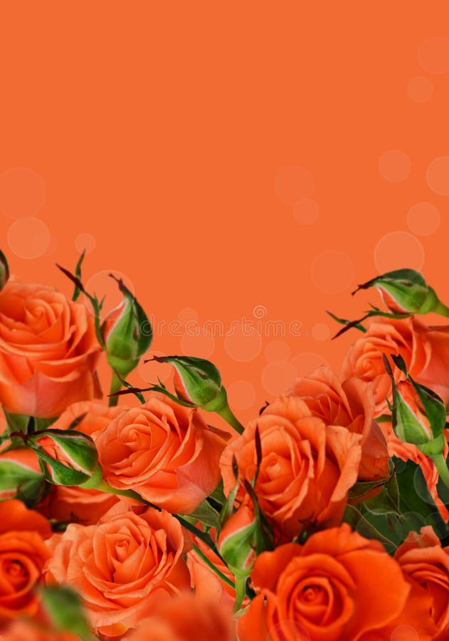 Orange roses stock image. Image of corner, background - 36989701